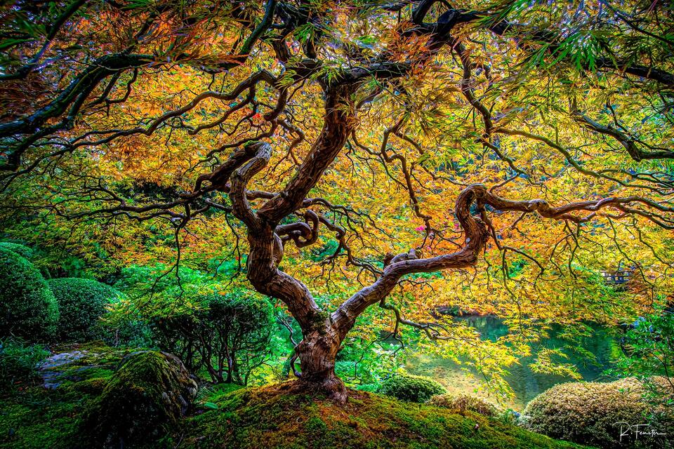 Most Beautiful Tree Photography