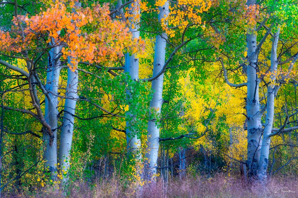 Fall Colors | Fine Art Nature Photography