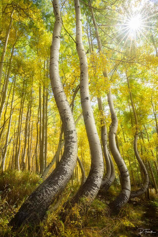 Beautiful Tree Photos | Fine Art Nature Photography